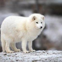 Mammals Classification