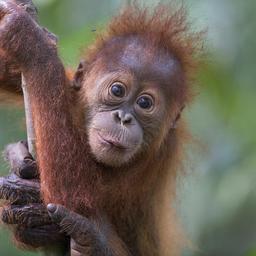 Mammals Classification